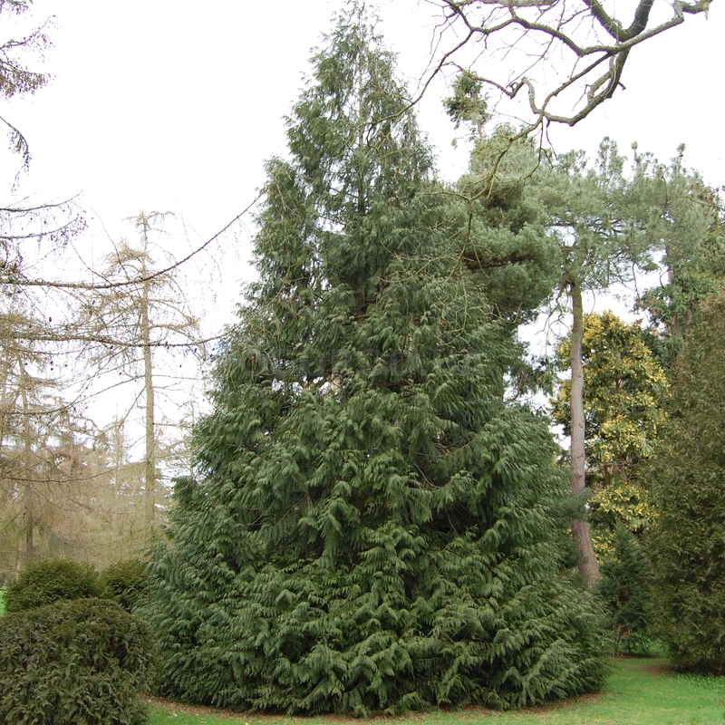 Семена туи гигантской / Thuja plicata, ТМ OGOROD - 1000 семян купить ...