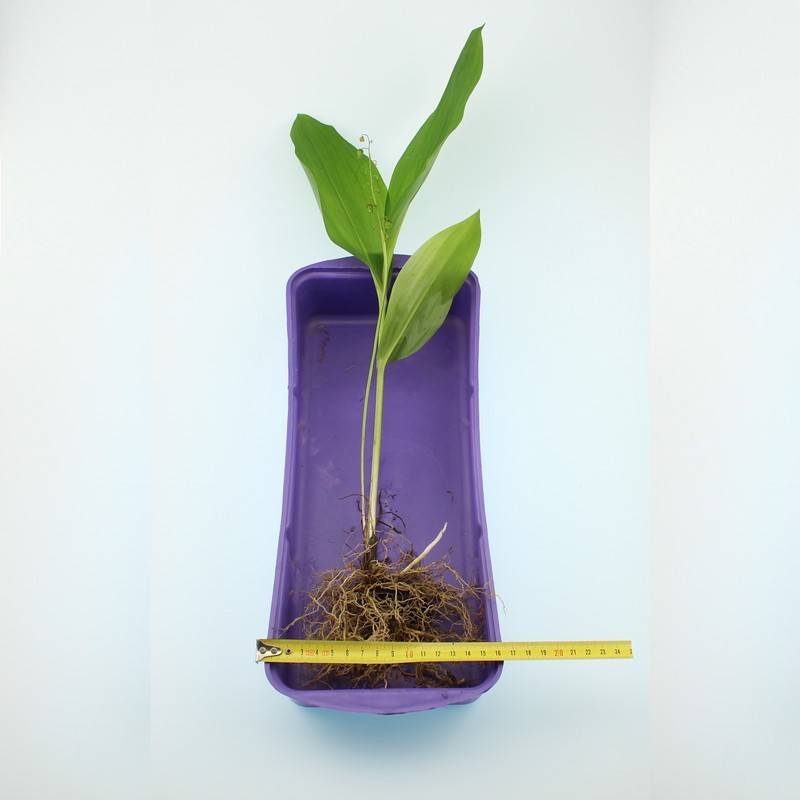Саженцы ландыша майского / Convallaria majalis, ТМ OGOROD (корневище с ...